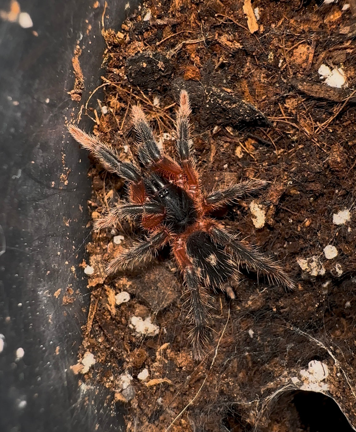 Davus sp. Panama - Lava Spider - Female For Sale – Westside Tarantulas