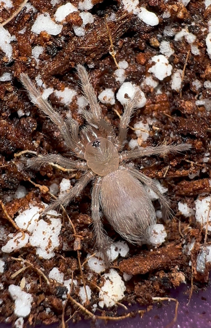 Nhandu cerradensis - The Brazilian Blue and Red - For Sale – Westside ...