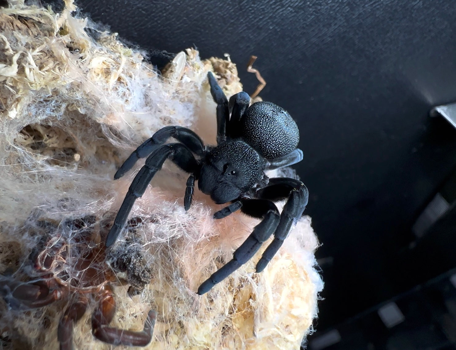 The Golden-Faced Velvet Spider - Eresus moravicus - For Sale – Westside ...
