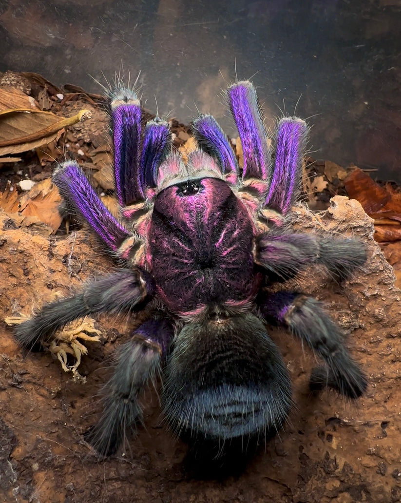 Phormictopus sp. Dominican Purple - Gargantuan Purple Giant - For Sale ...