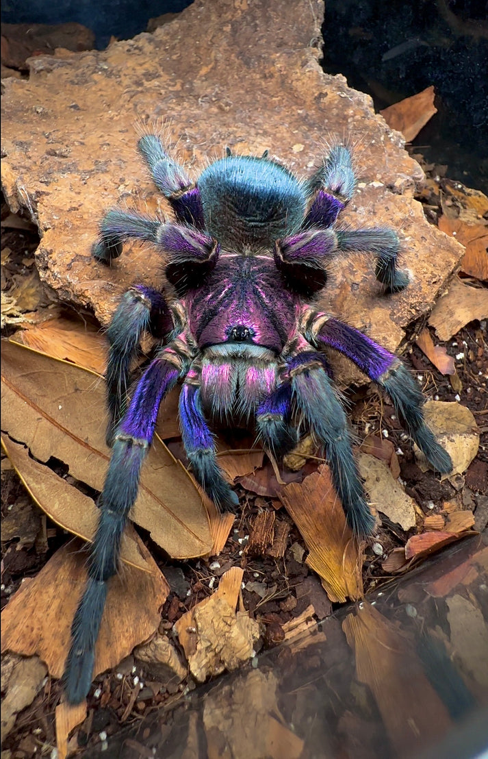 Phormictopus sp. Dominican Purple - Gargantuan Purple Giant - For Sale ...