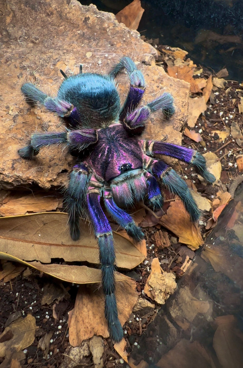 Phormictopus sp. Dominican Purple - Gargantuan Purple Giant - For Sale ...
