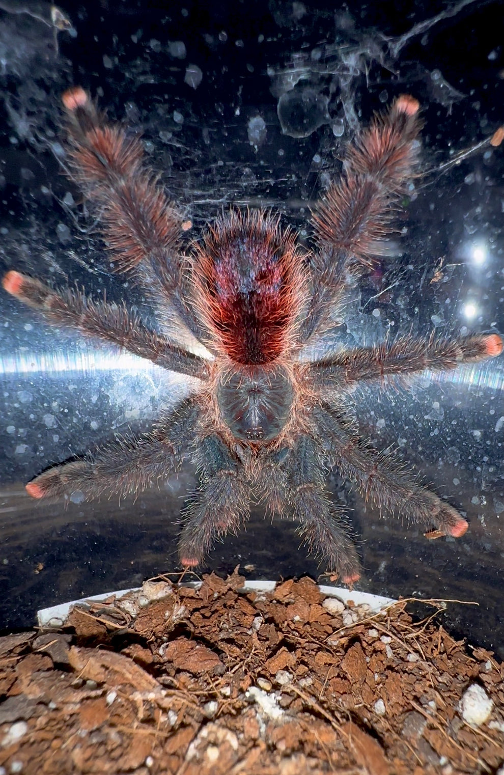 Avicularia Tucurui - Goliath Wooly Red Leg - Female For Sale – Westside ...