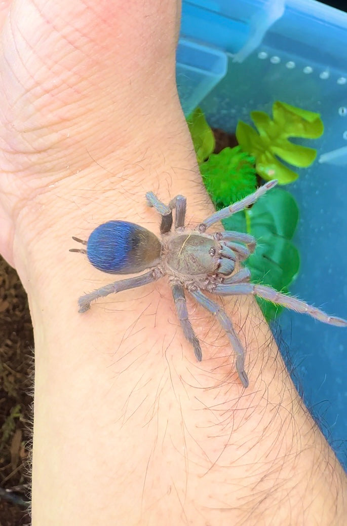 Psuedohapalopus sp. Blue - Blue Dwarf Bottle Booty - Adult Female ...