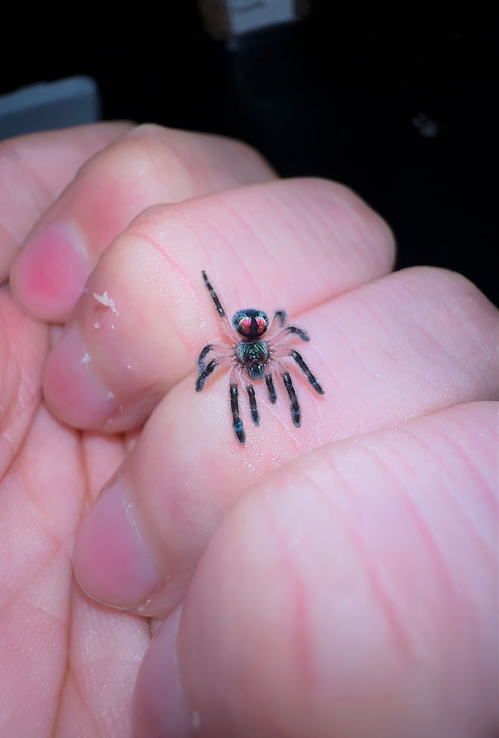 Brazilian Jewel Tarantula - Typhochlaena seladonia - Female For Sale ...