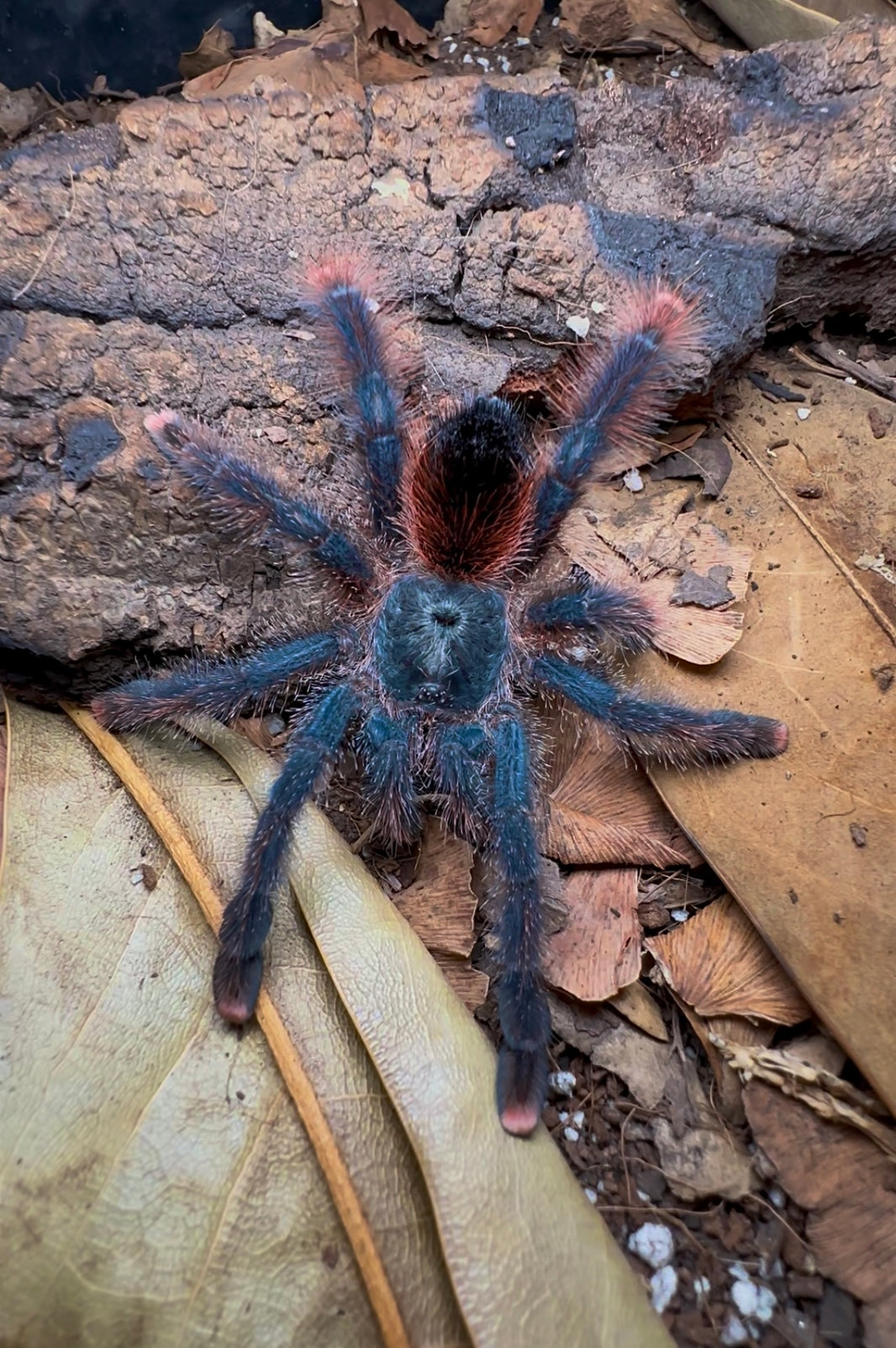 Pink Toe Tarantulas – Westside Tarantulas