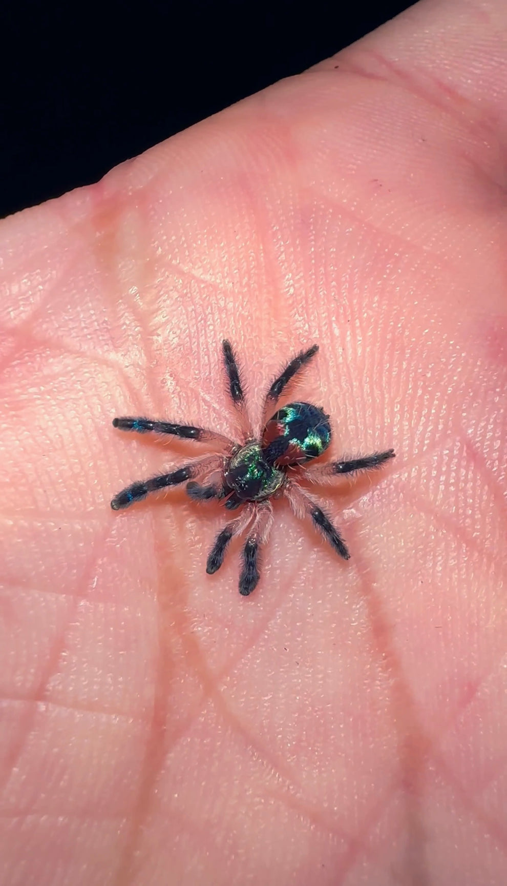 Brazilian Jewel Tarantula - Typhochlaena seladonia - For Sale! - In St ...