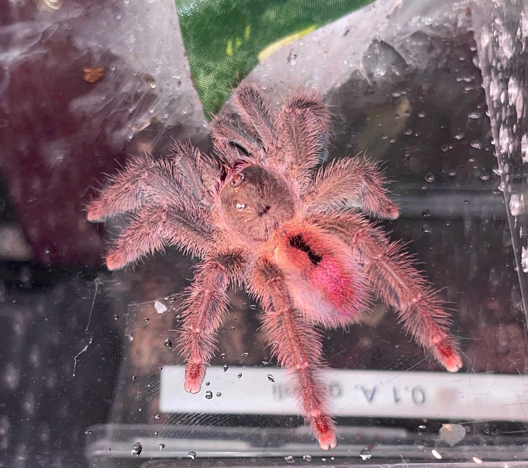 Pink Toe Tarantulas – Westside Tarantulas