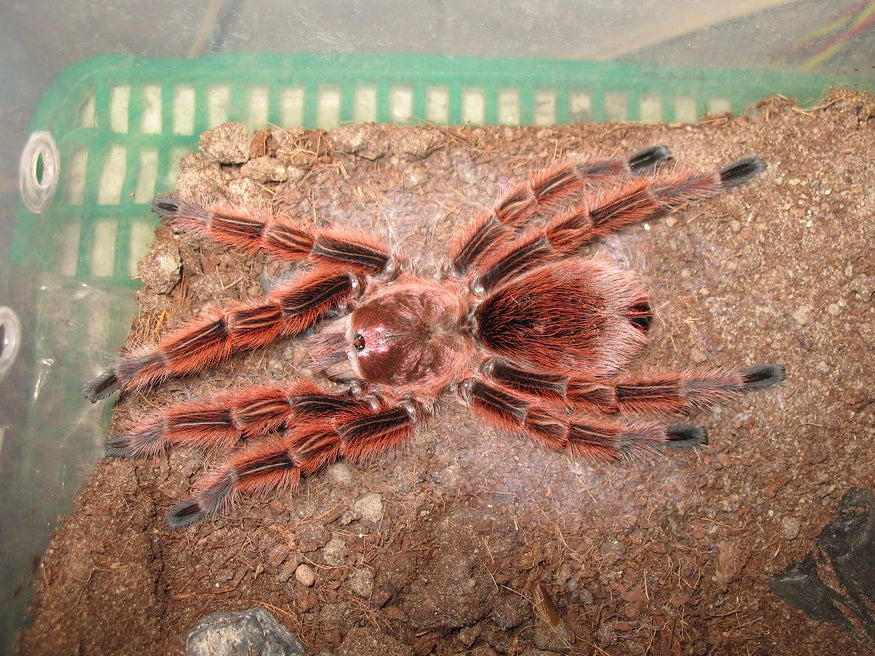 Grammostola rosea RCF - True Chilean Rose Hair - For Sale! – Westside ...