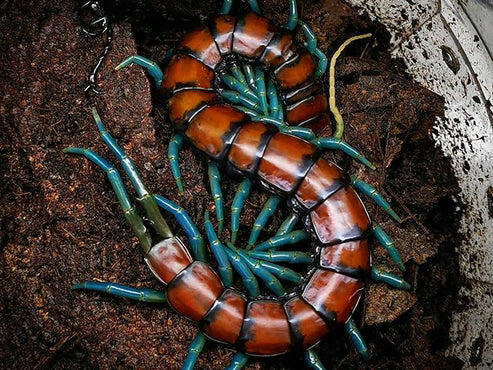 Scolopendra Sp. Mint Leg - Chinese Mint Leg Centipede - Captive Bred J ...