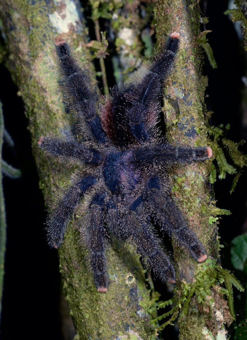Avicularia Juruensis - Peru Purple - For sale – Westside Tarantulas