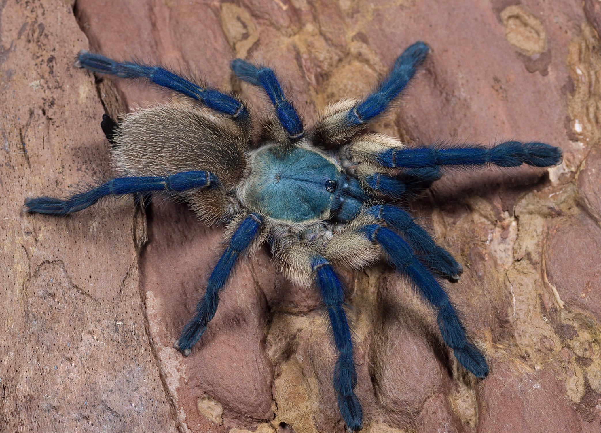 Monocentropus balfouri - Communal For Sale - Socotra Island Blue Baboo ...