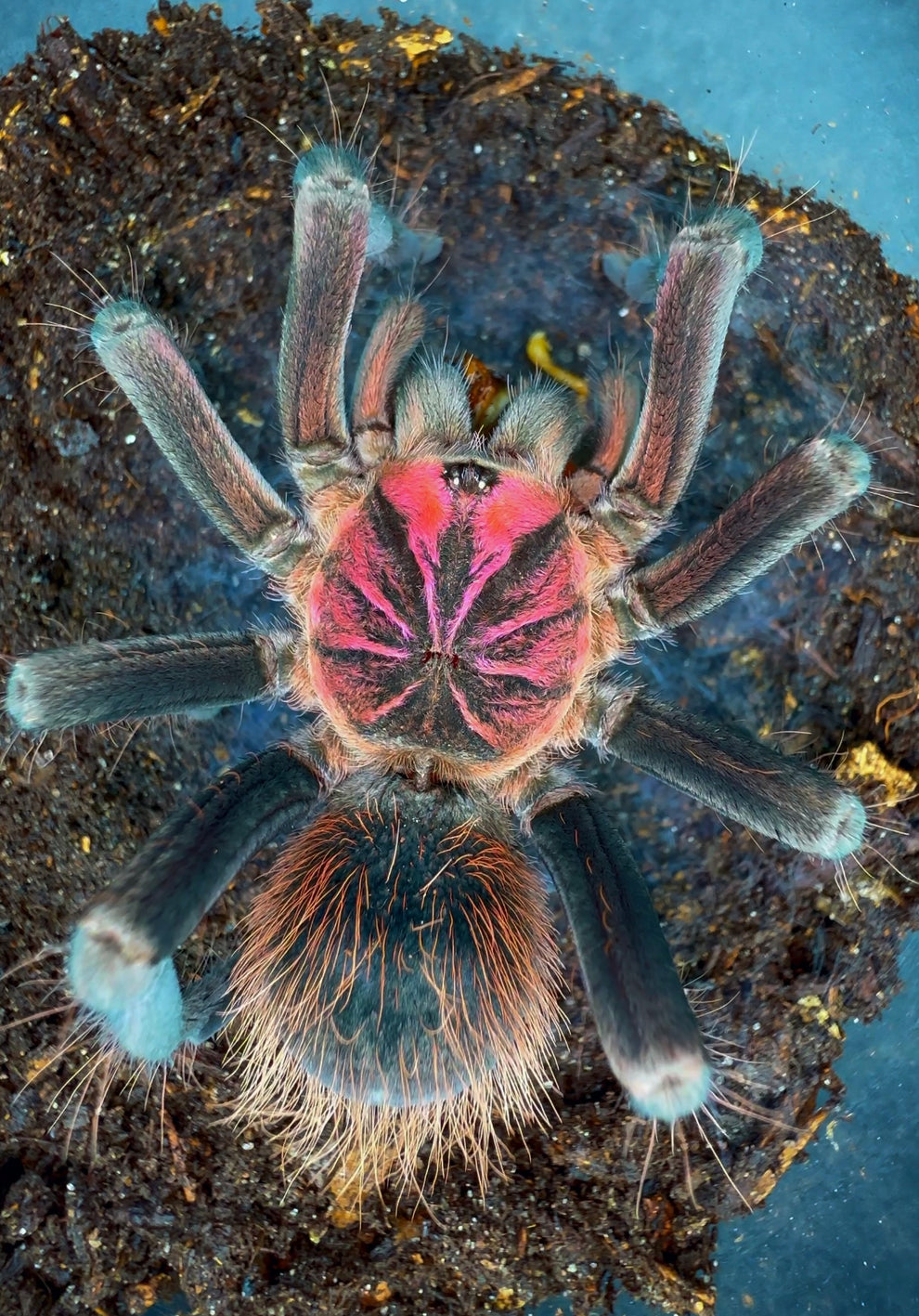 Xenenthis sp. Light - Shiny Columbian Bird Eater - Extremely RARE ...